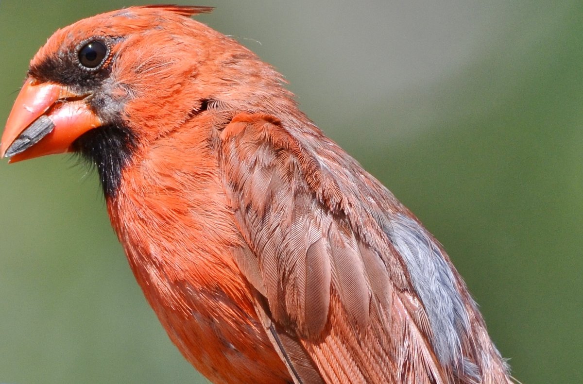 Male Cardinal with blue feathers? - Help Me Identify a North American ...