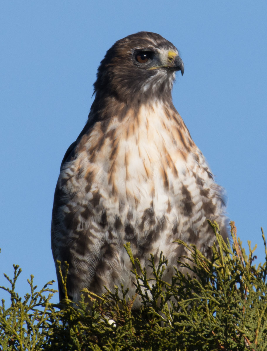 Hawk type? Northern Ontario Red-tail,Red-shoulder,Broad-wing,Rough ...