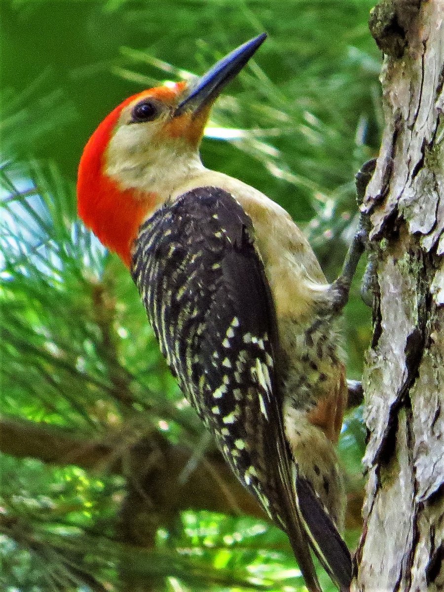 Red-bellied Woodpecker? - Help Me Identify a North American Bird ... Red-bellied Woodpecker? - Help Me Identify a North American Bird ...
