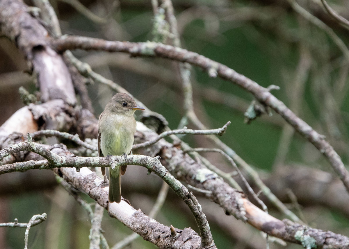 empid or trails? - Help Me Identify a North American Bird - Whatbird ...