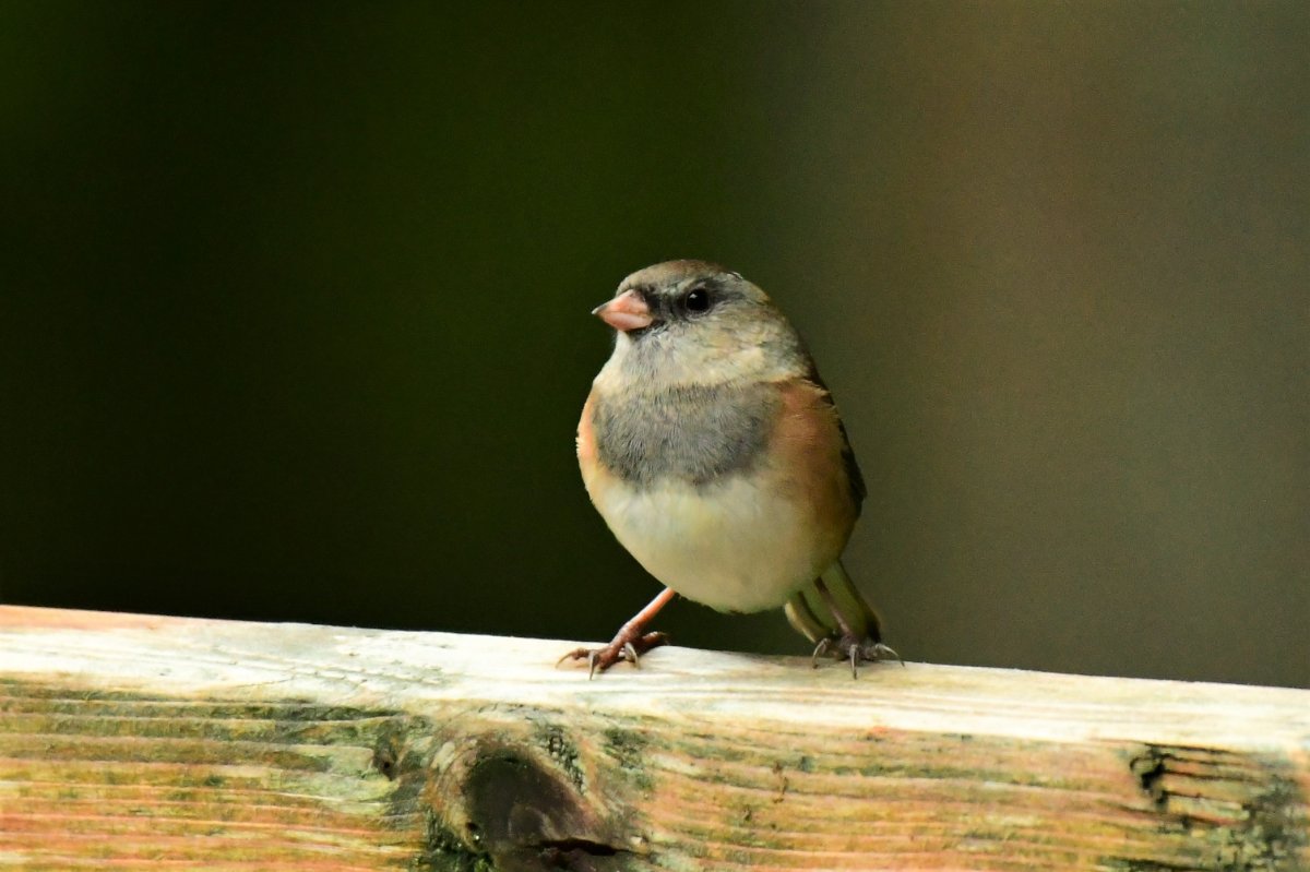Junco intergrade? - Help Me Identify a North American Bird - Whatbird ...
