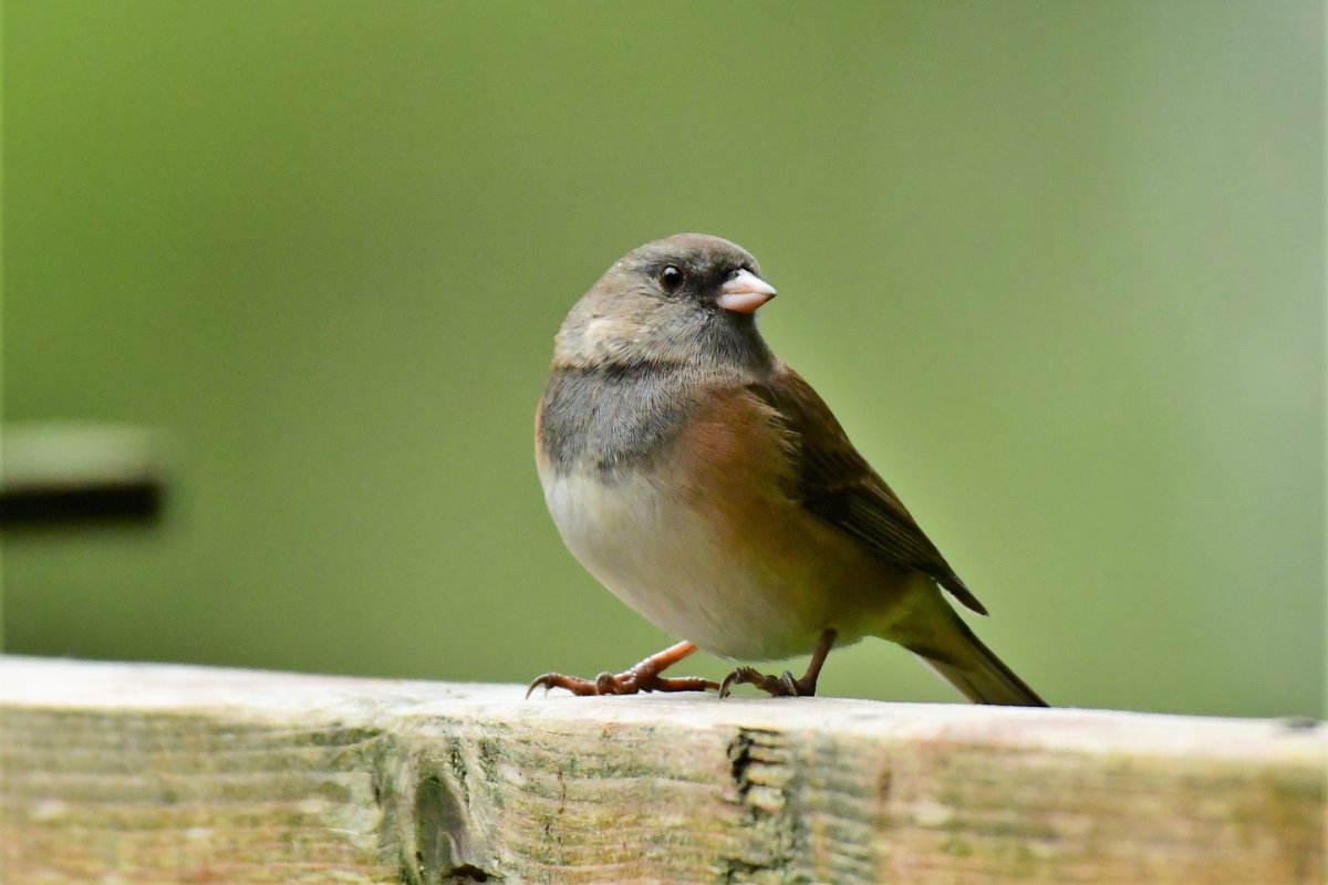 Junco intergrade? - Help Me Identify a North American Bird - Whatbird ...