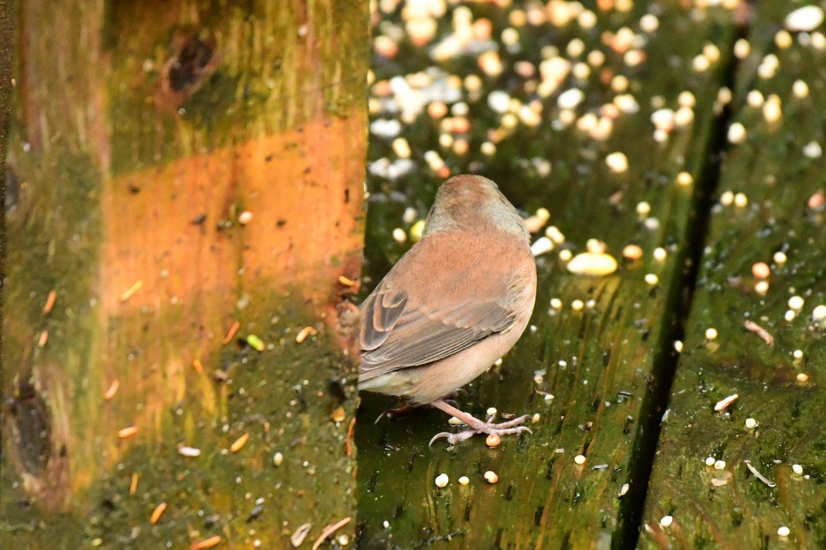 Junco intergrade? - Help Me Identify a North American Bird - Whatbird ...