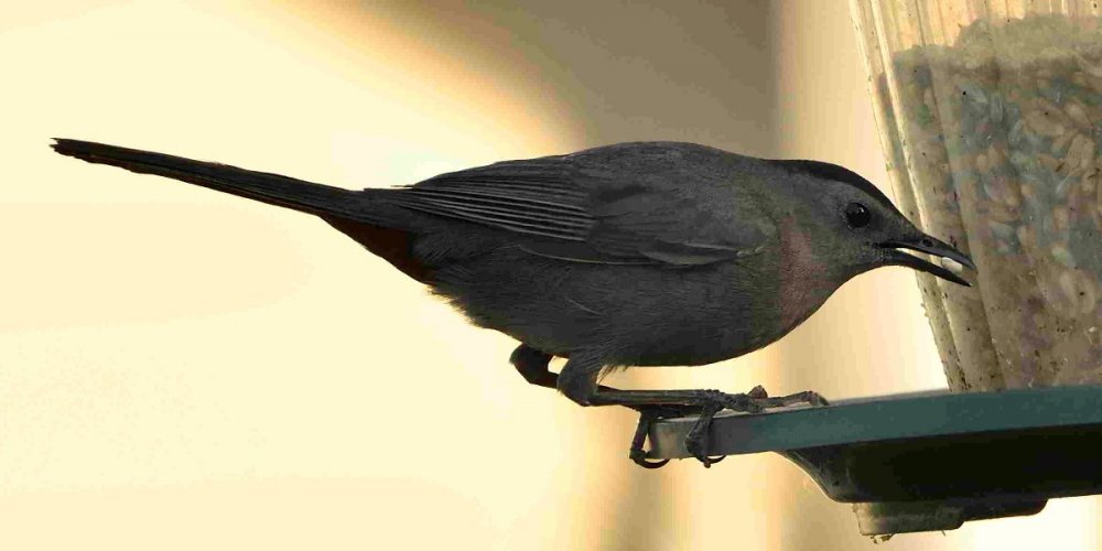 Gray Bird Help Me Identify A North American Bird Whatbird Community