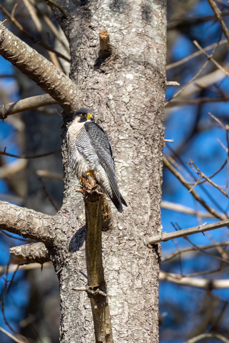 Merlin on Steroids? - Help Me Identify a North American Bird - Whatbird ...