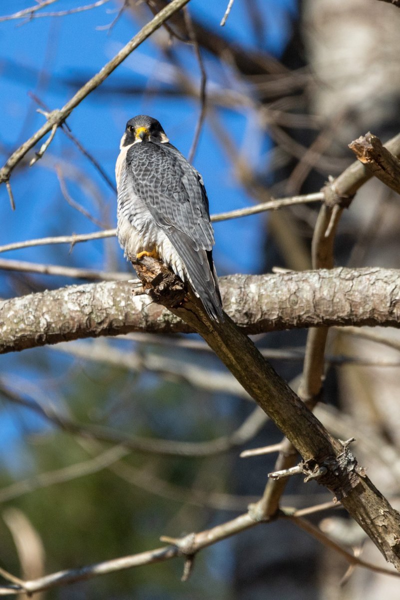 Merlin on Steroids? - Help Me Identify a North American Bird - Whatbird ...