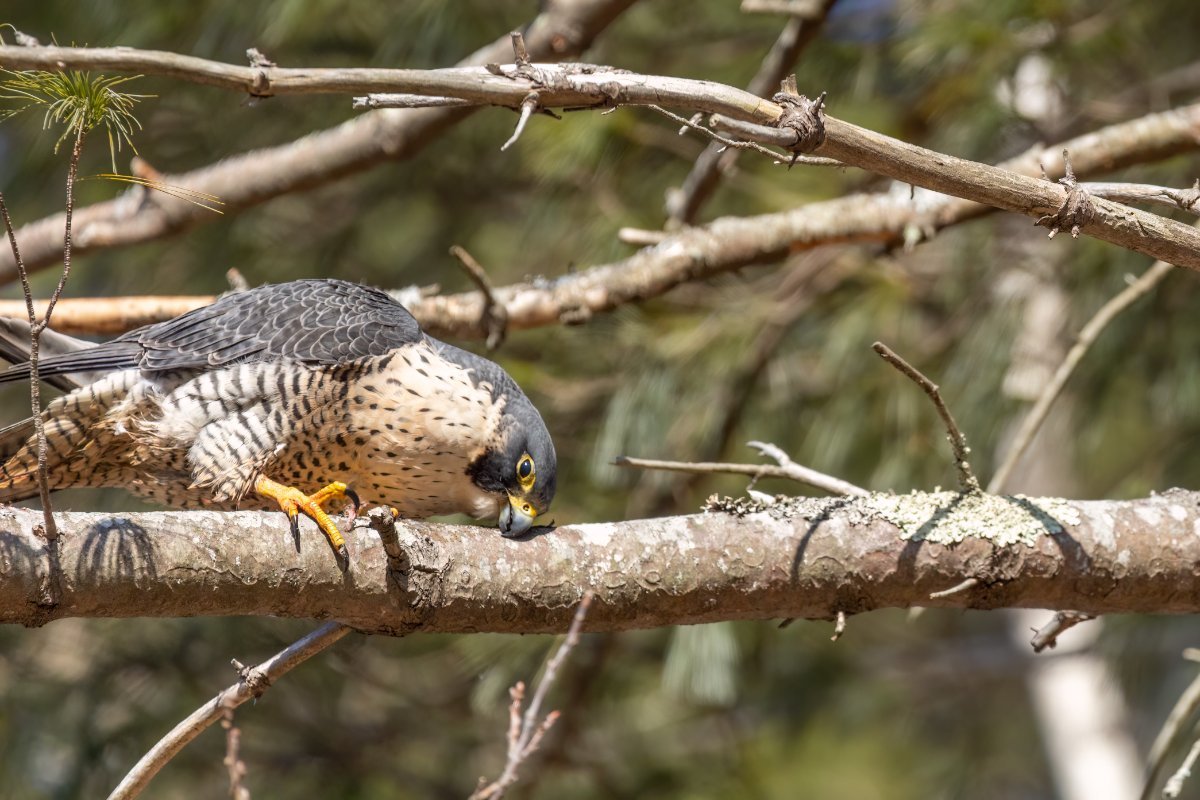 Merlin on Steroids? - Help Me Identify a North American Bird - Whatbird ...