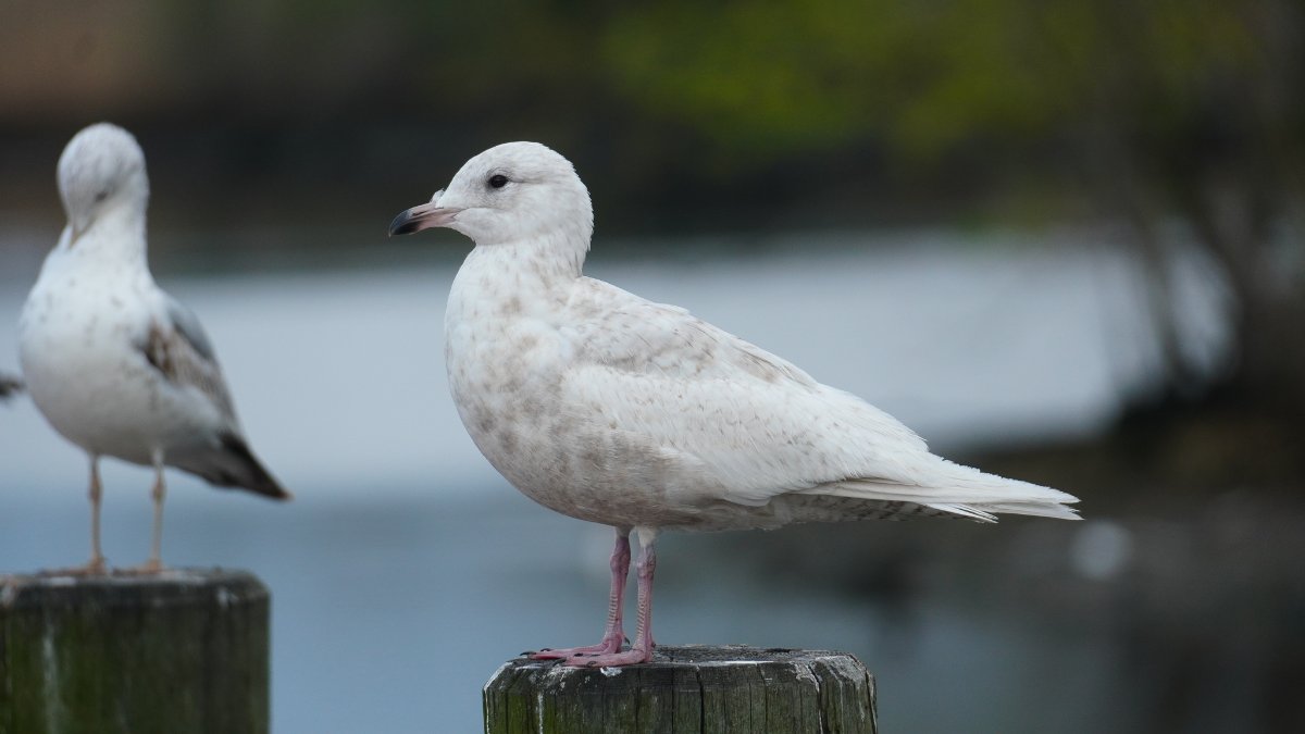 White gull, slightly larger than a ring-billed gull - Help Me Identify ...