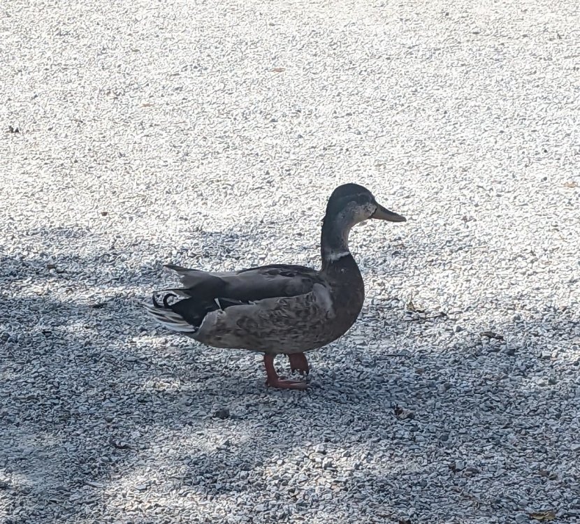 Intersex Mallard Help Me Identify A North American Bird Whatbird Community