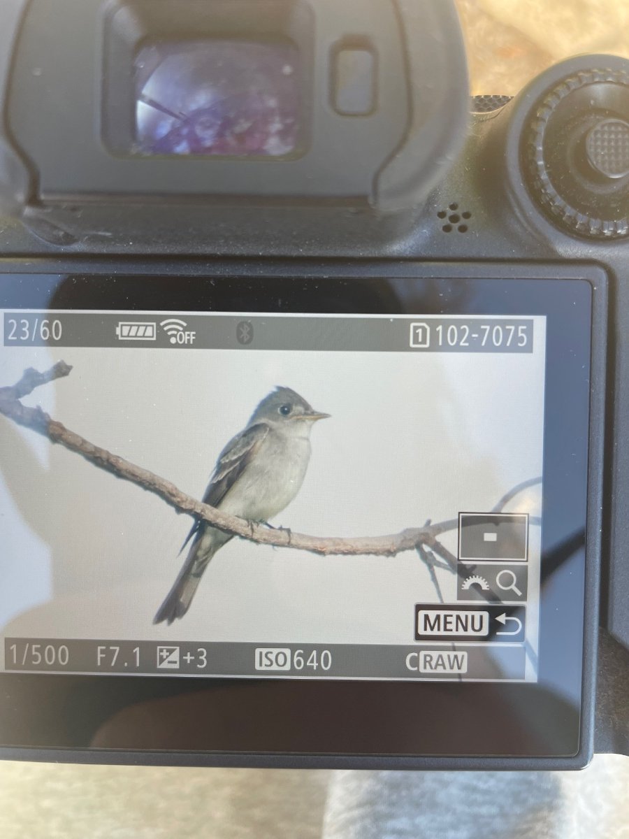 Wood Pewee - Help Me Identify A North American Bird - Whatbird Community