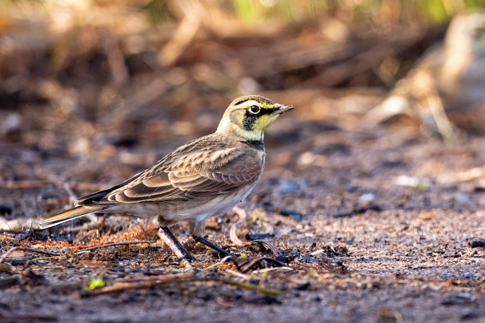 Lark,Song Sparrow, Phoebe - Help Me Identify a North American Bird ...