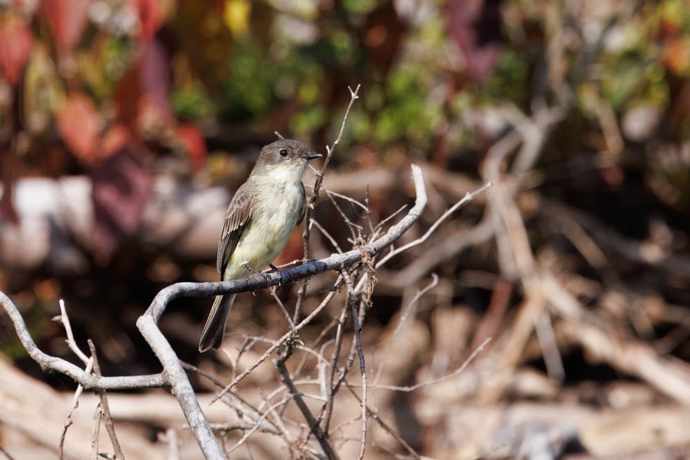 Lark,Song Sparrow, Phoebe - Help Me Identify a North American Bird ...