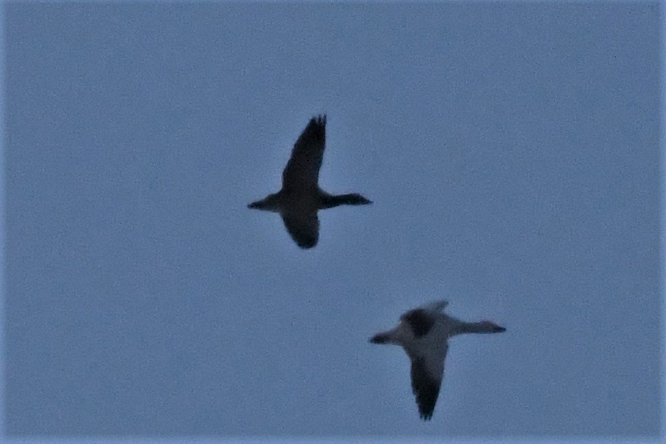 Odd goose in Snow Goose flock. Central NY State (Seneca County) 1/15/24 ...