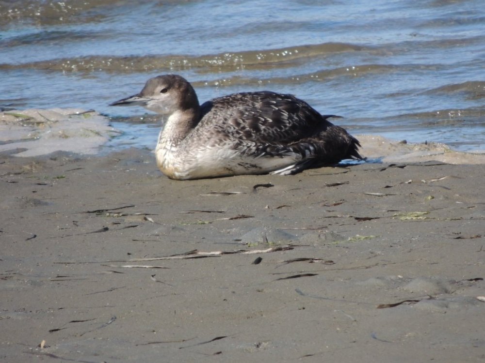 loon-id-help-me-identify-a-north-american-bird-whatbird-community