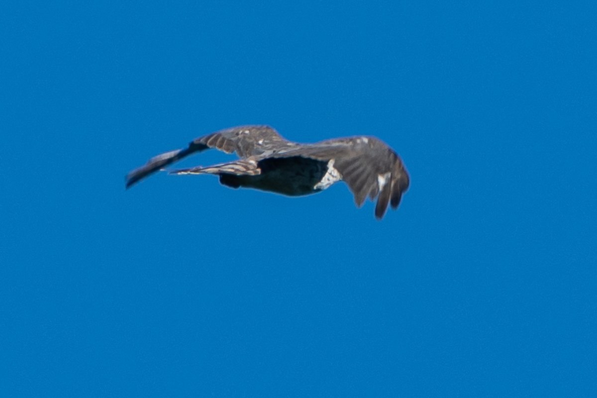 Distant hawk in flight. - Help Me Identify a North American Bird ...