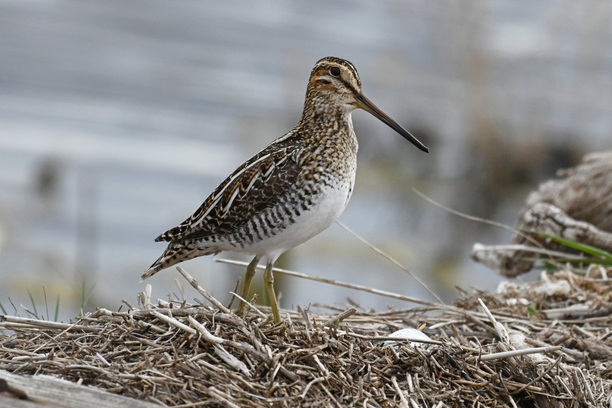 Wilson's vs. common snipe - Help Me Identify a North American Bird ...